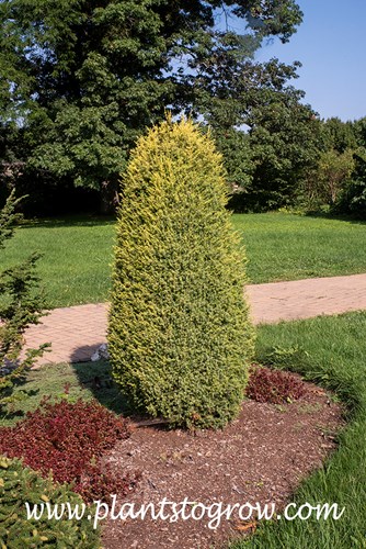 Gold Cone Juniper (Juniper communis) | Plants To Grow Plants Database ...