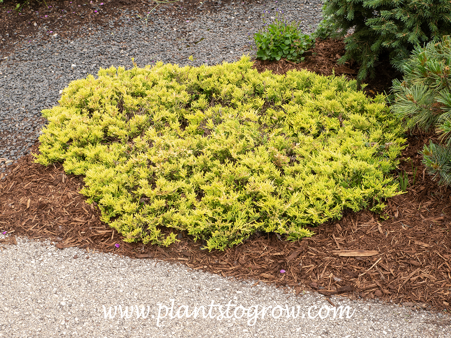 Gold Strike (Juniperus horizontalis) | Plants To Grow Plants Database ...
