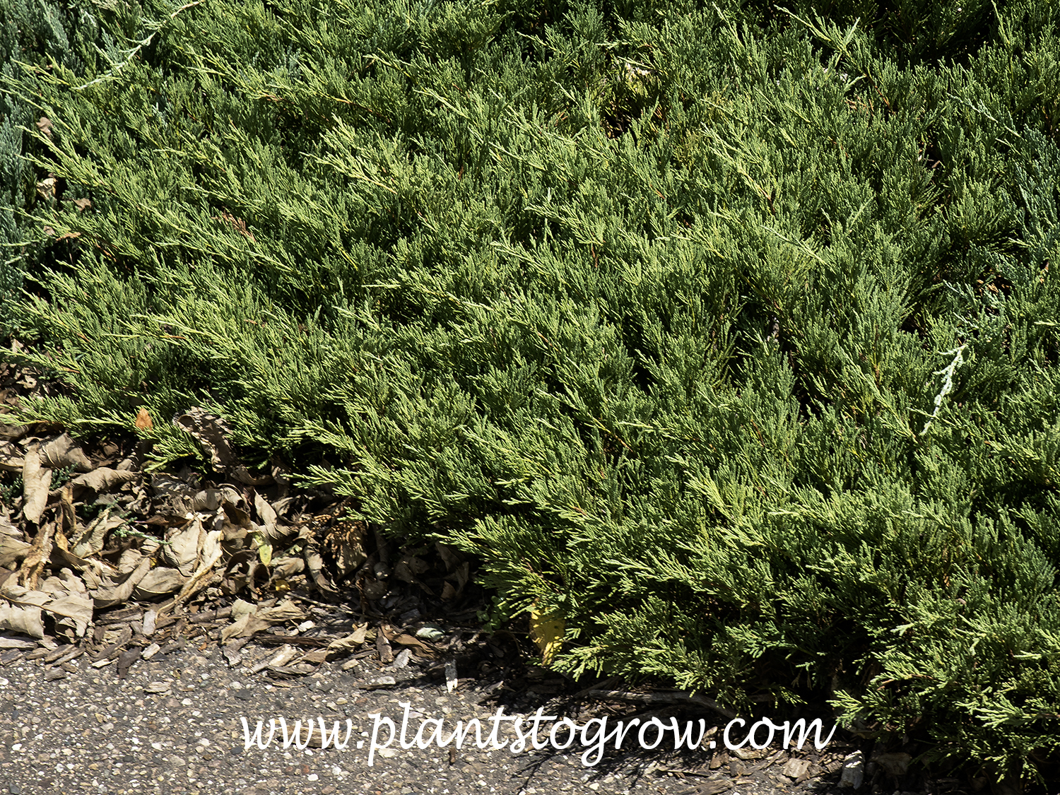 Compact Andorra Juniper (Juniperus horizontalis) | Plants To Grow ...