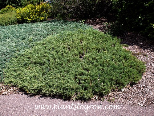 Compact Andorra Juniper (Juniperus horizontalis) | Plants To Grow ...