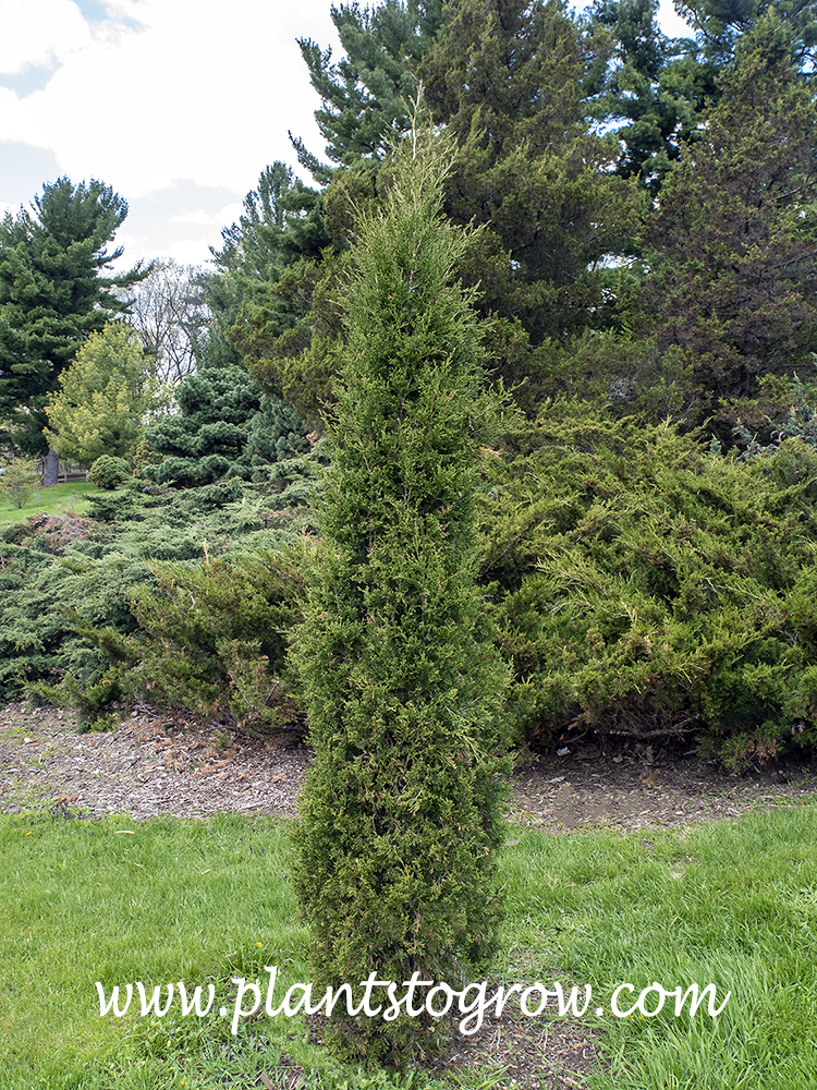 Taylor Juniper (Juniperus virginiana) | Plants To Grow Plants Database ...
