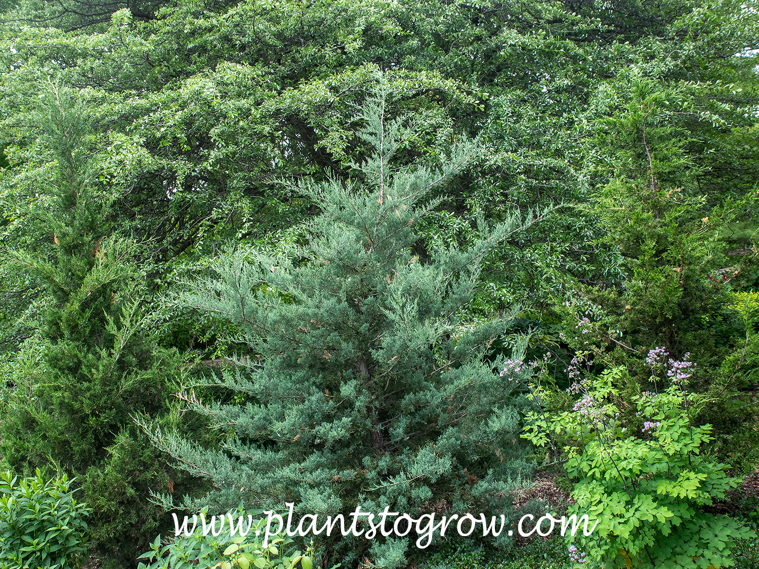 Burk Eastern Red Cedar (Juniperus virginiana Burkii) | Plants To Grow ...