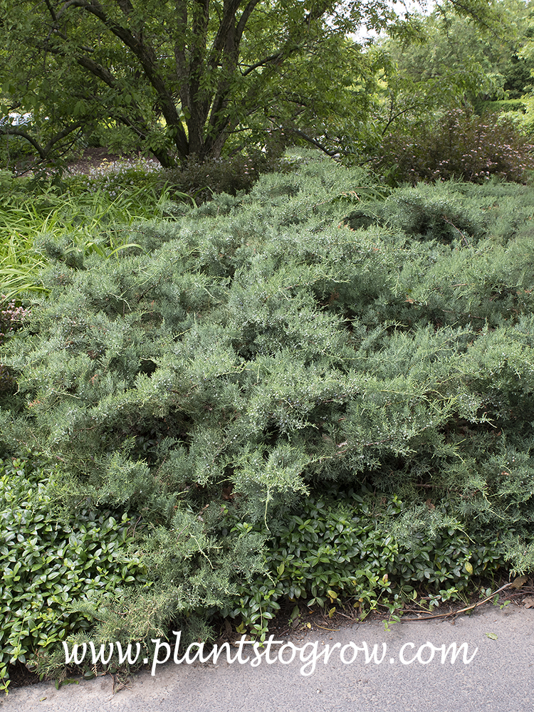 'Royo' Juniper (Juniperus virginiana) | Plants To Grow Plants Database ...