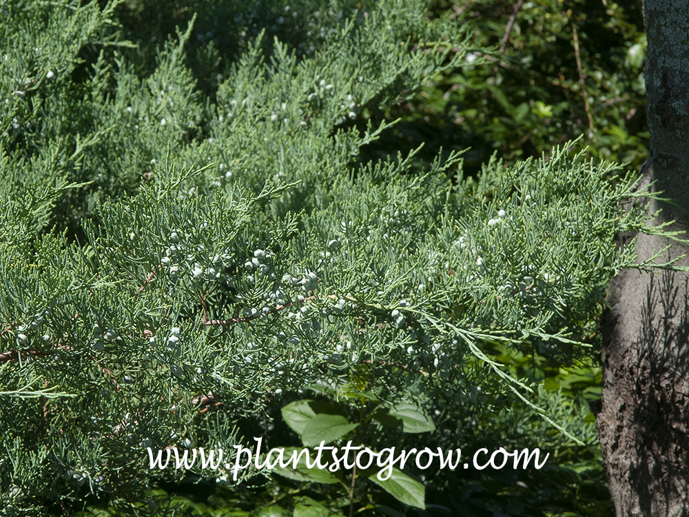 'Royo' Juniper (Juniperus virginiana) | Plants To Grow Plants Database ...