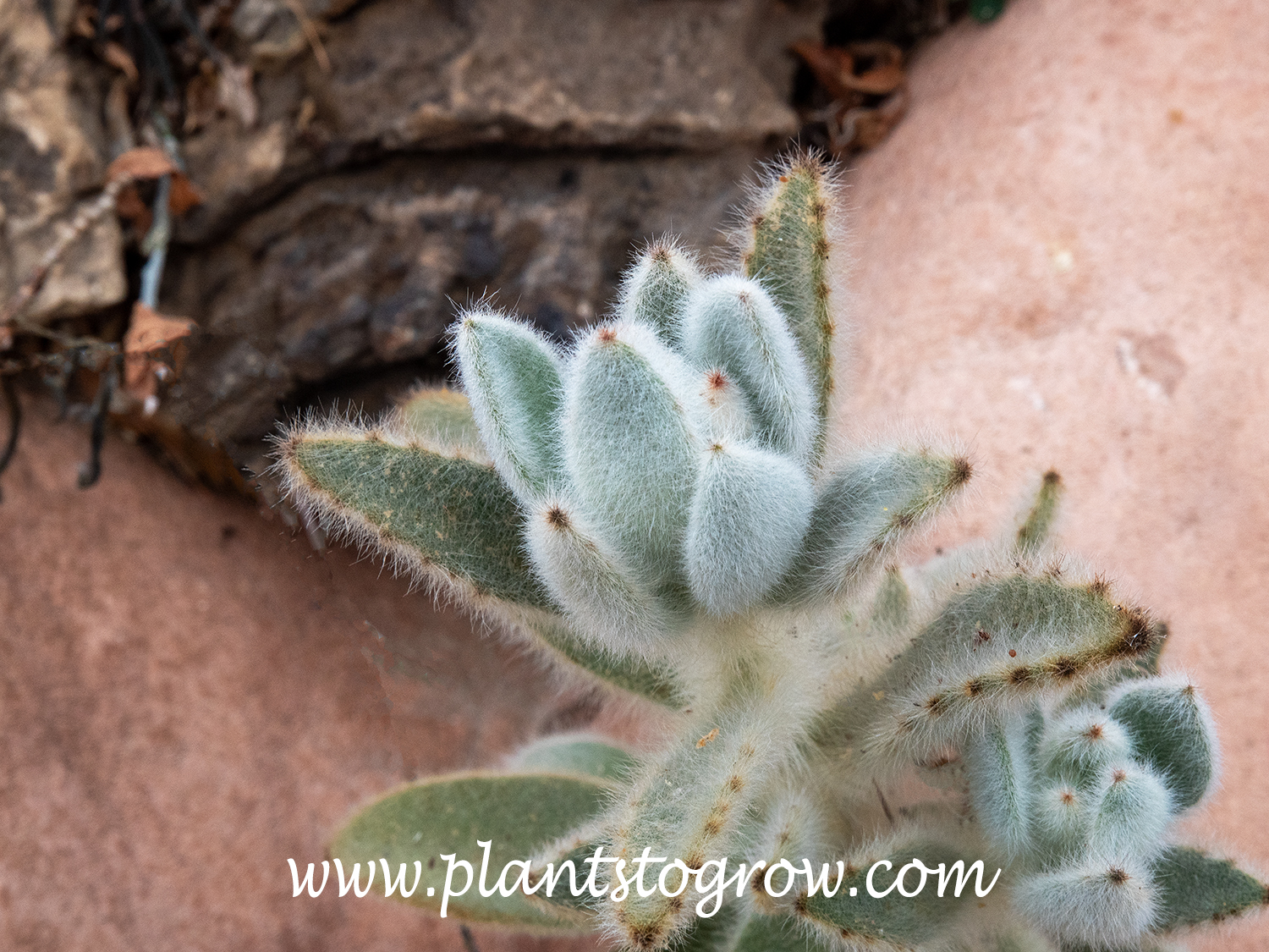 Super Fuzzy Panda Plant (Kalanchoe tomentosa) | Plants To Grow Plants ...