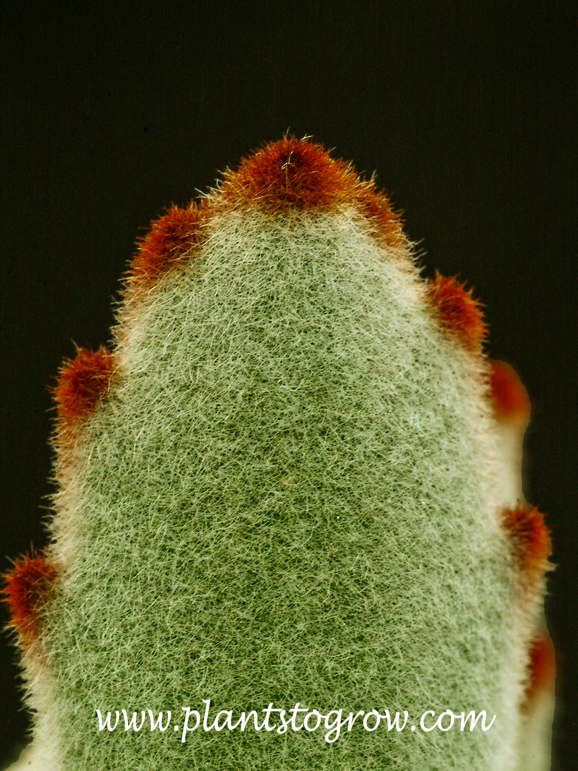 Panda Plant (Kalanchoe tomentosa) | Plants To Grow Plants Database by ...