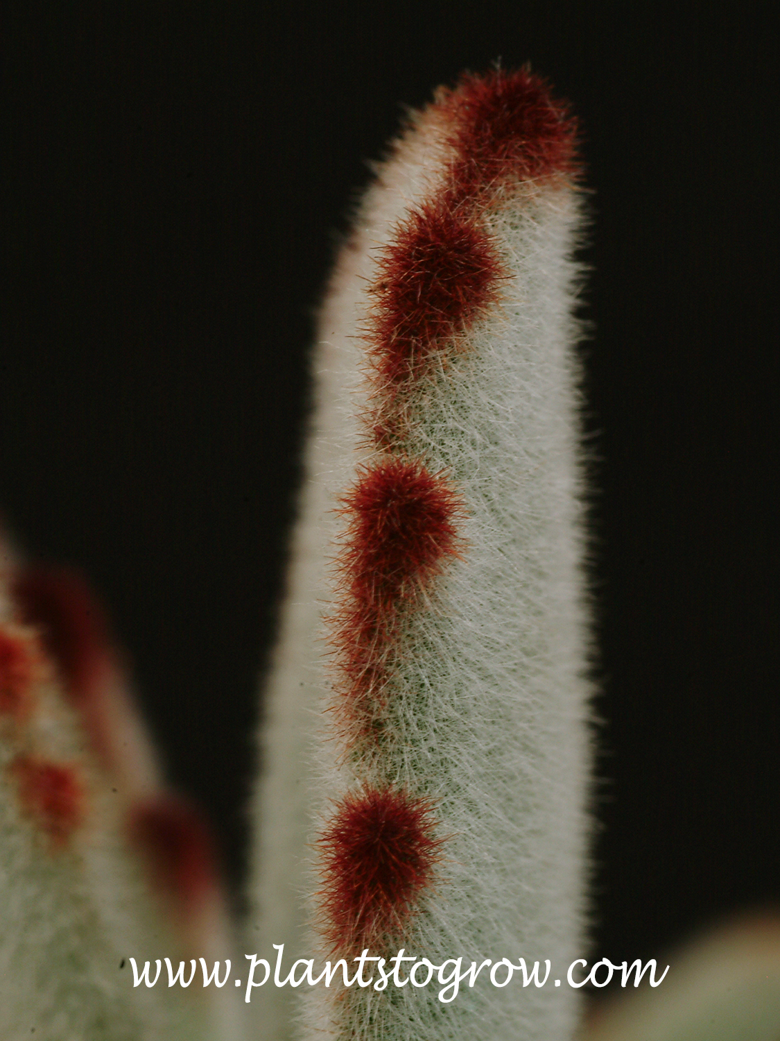 Panda Plant (Kalanchoe tomentosa) | Plants To Grow Plants Database by ...