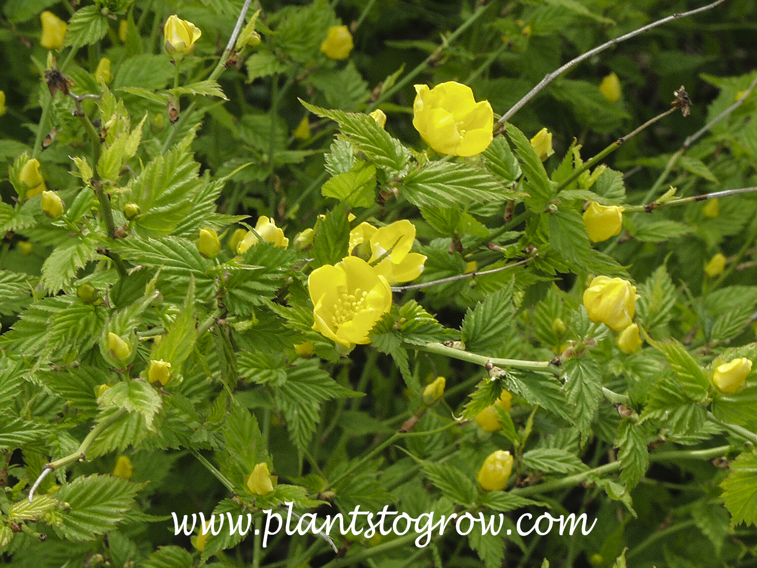 Golden Guinea Kerria (Kerria japonica) | Plants To Grow Plants Database ...