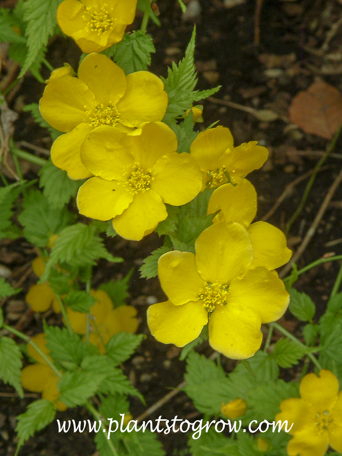 Golden Guinea Kerria (Kerria japonica) | Plants To Grow Plants Database ...