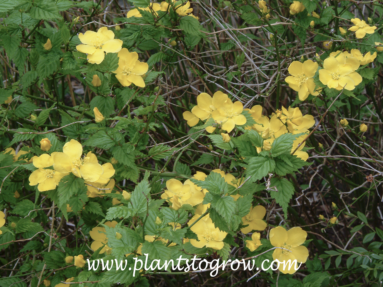 Golden Guinea Kerria (Kerria japonica) | Plants To Grow Plants Database ...