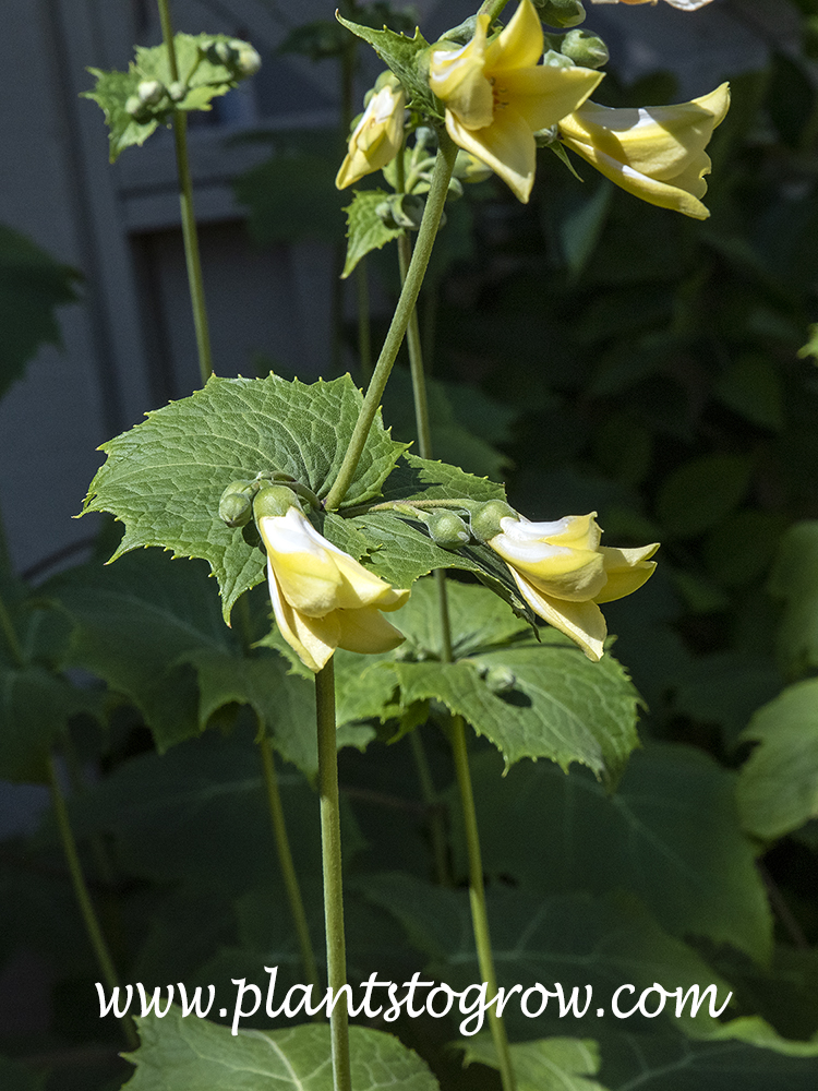Yellow Wax Bells (Kirengeshoma palmata) | Plants To Grow Plants ...