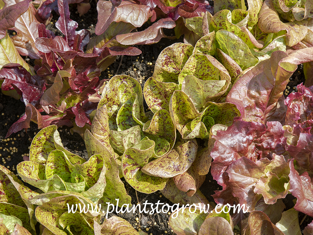 Speckled Trout Romaine Lettuce (Lactuca) | Plants To Grow Plants ...