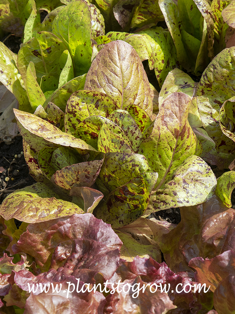 Speckled Trout Romaine Lettuce (Lactuca) | Plants To Grow Plants ...