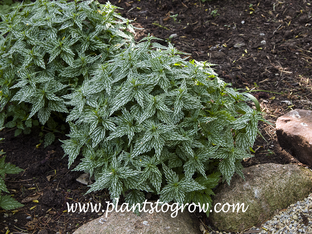 'Herman's Pride' (Lamiastrum galeobdolon) | Plants To Grow Plants ...