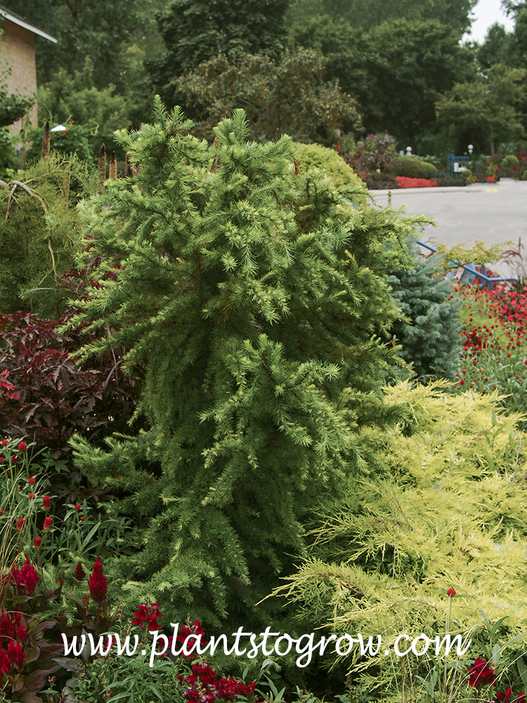 ' Little Bogle' European larch (Larix decidua) | Plants To Grow Plants ...