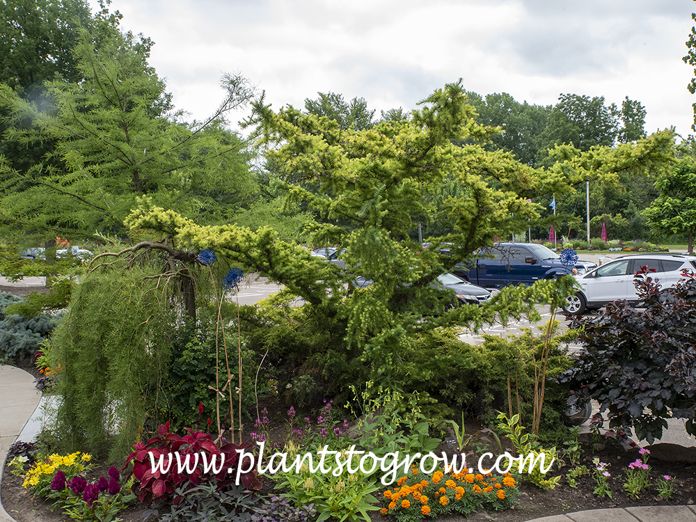 ' Little Bogle' European larch (Larix decidua) | Plants To Grow Plants ...