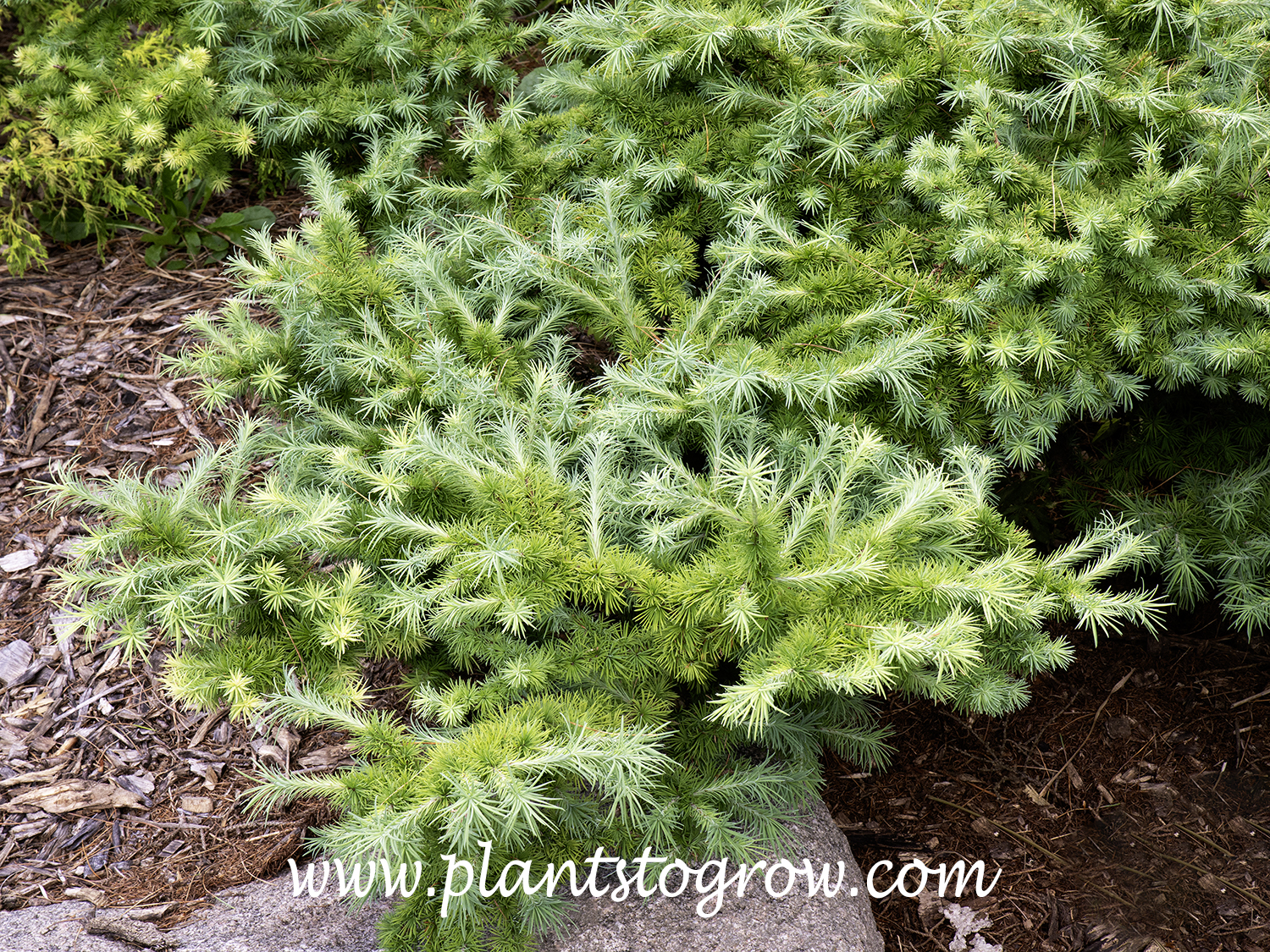 Dwarf Japanese Larch (Laix kaempferis nana) | Plants To Grow Plants ...