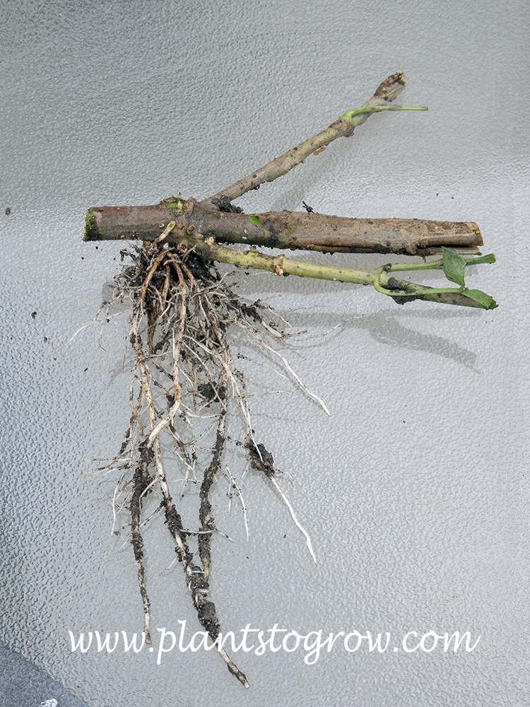 simple layering | Plants To Grow Plants Database by Paul S. Drobot