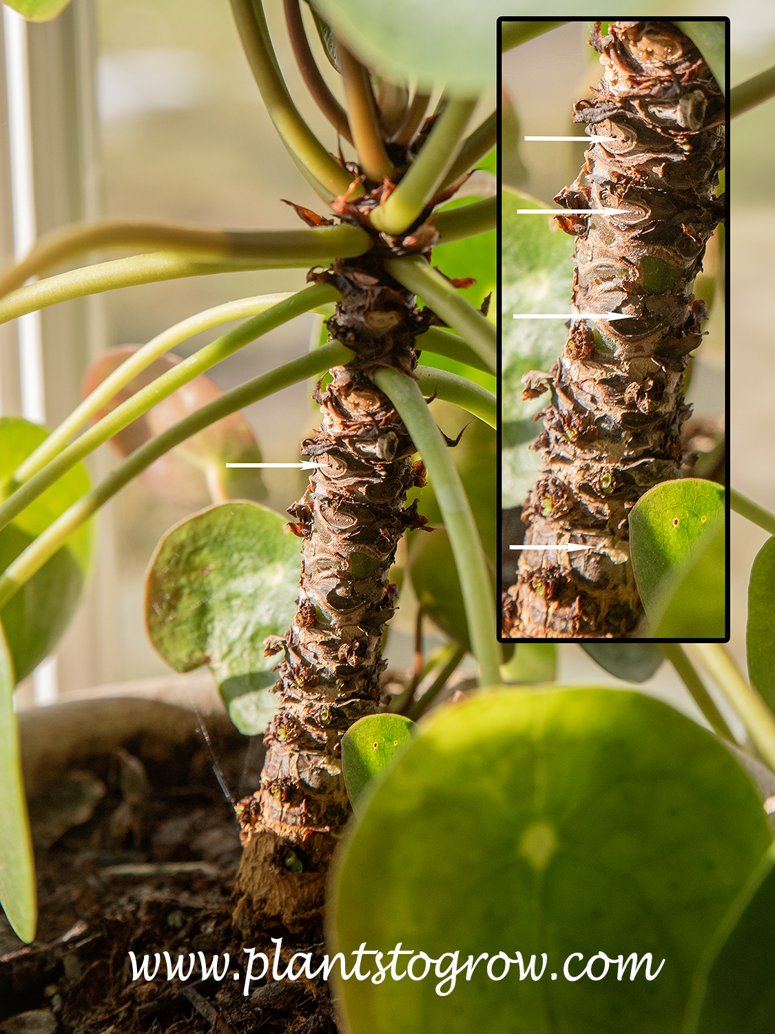 Leaf scar | Plants To Grow Plants Database by Paul S. Drobot