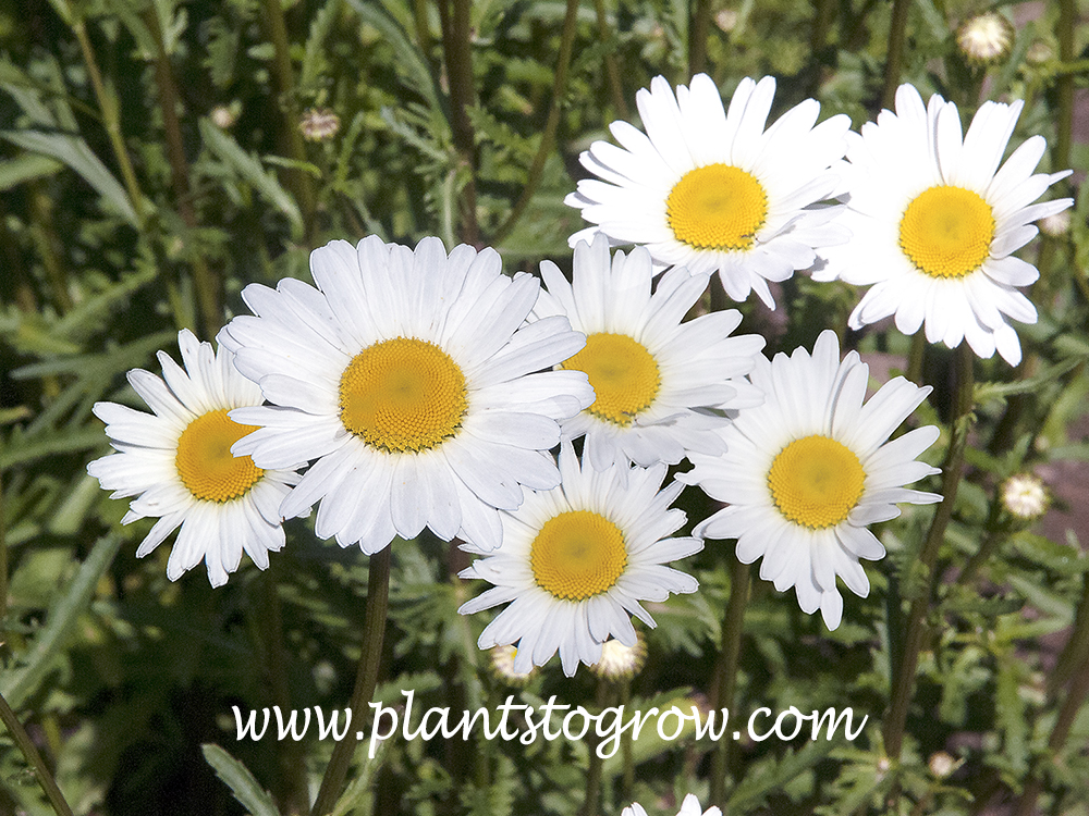 Shasta Daisy Alaska (Leucanthemum x superbum) | Plants To Grow Plants ...