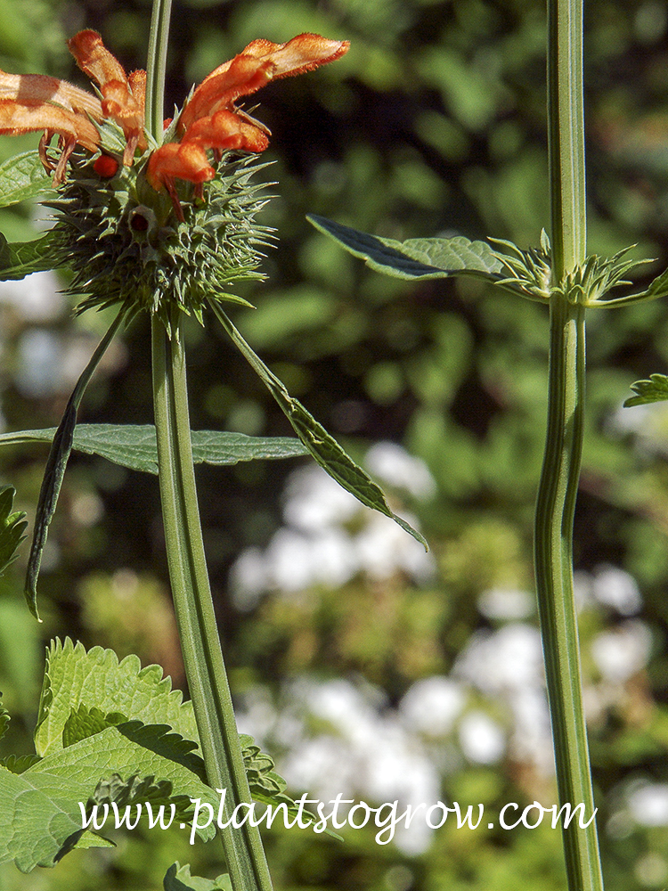 Lions Tail (Leonotis leonurus) | Plants To Grow Plants Database by Paul ...