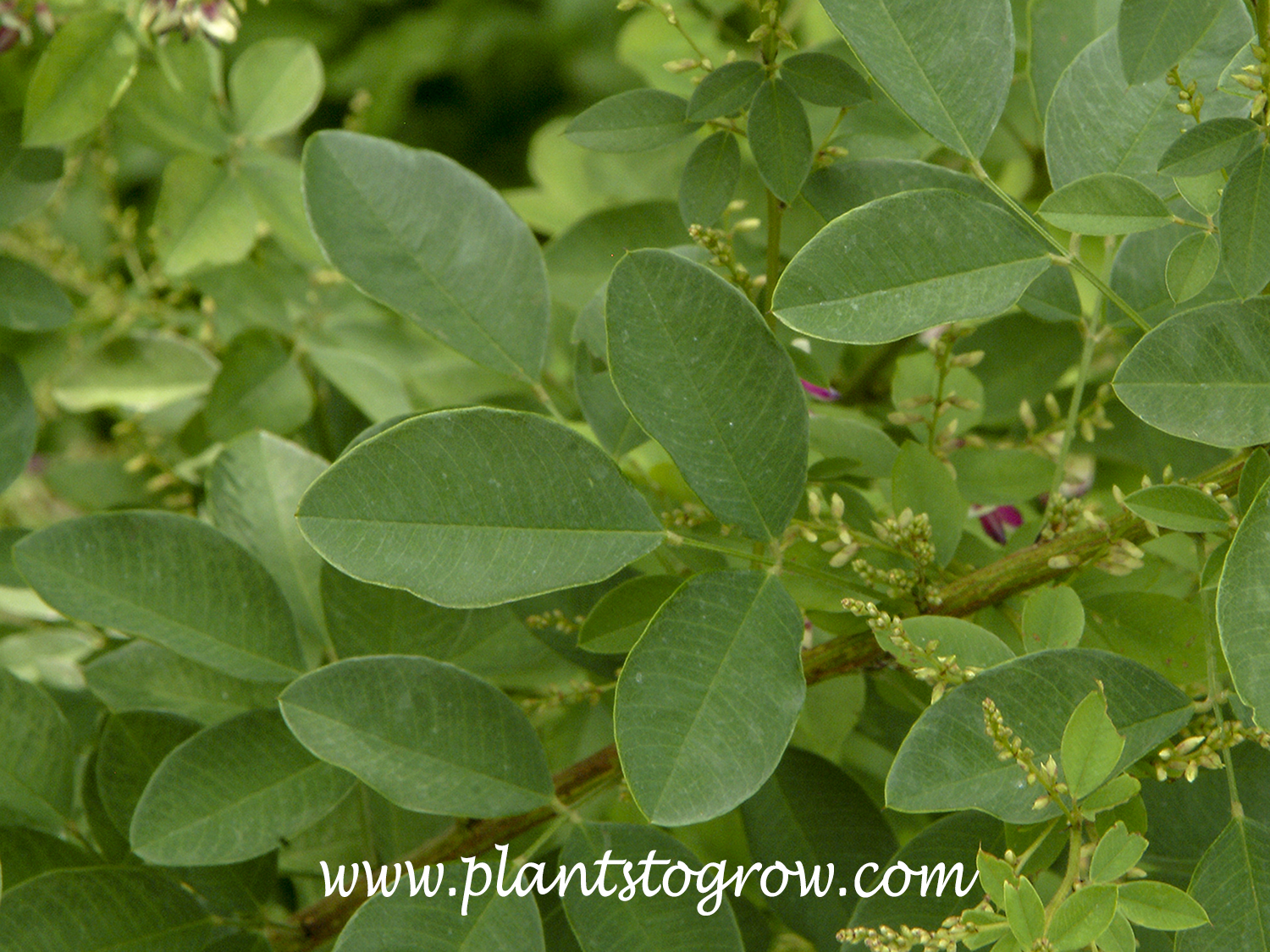 Edo Shibori Bush Clover (Lespedeza) | Plants To Grow Plants Database by ...