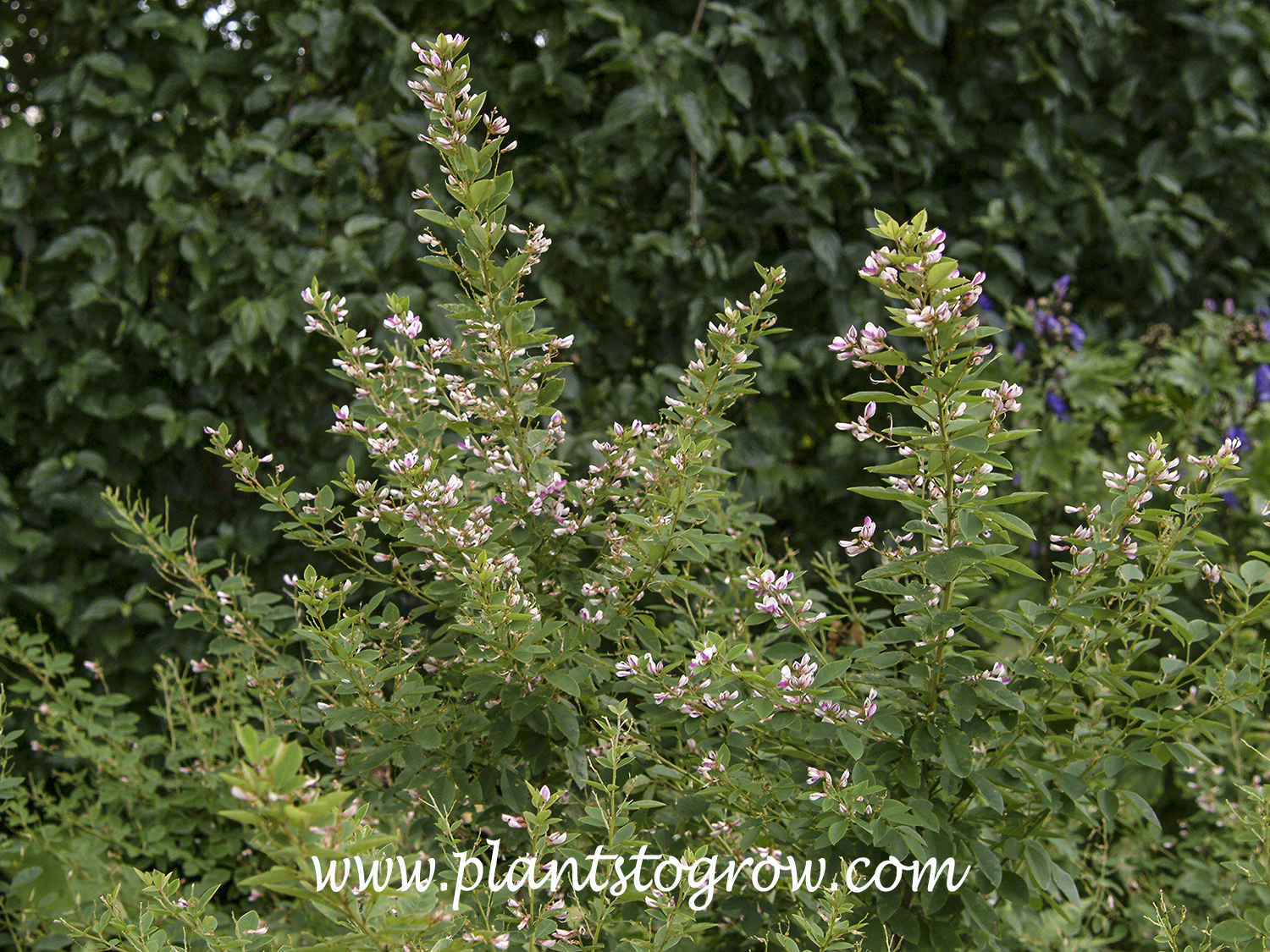 Edo Shibori Bush Clover (Lespedeza) | Plants To Grow Plants Database by ...