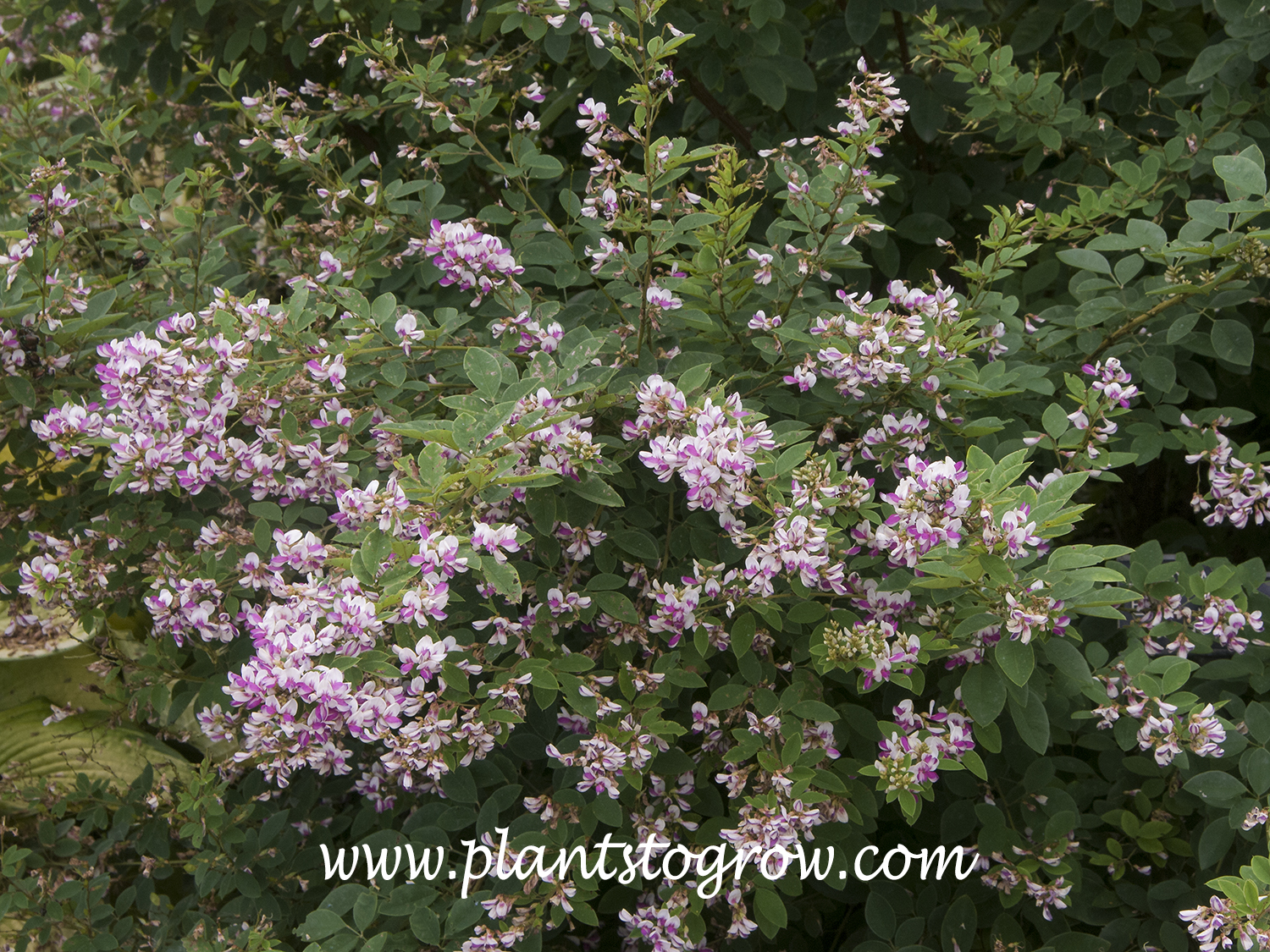 Edo Shibori Bush Clover (Lespedeza) | Plants To Grow Plants Database by ...
