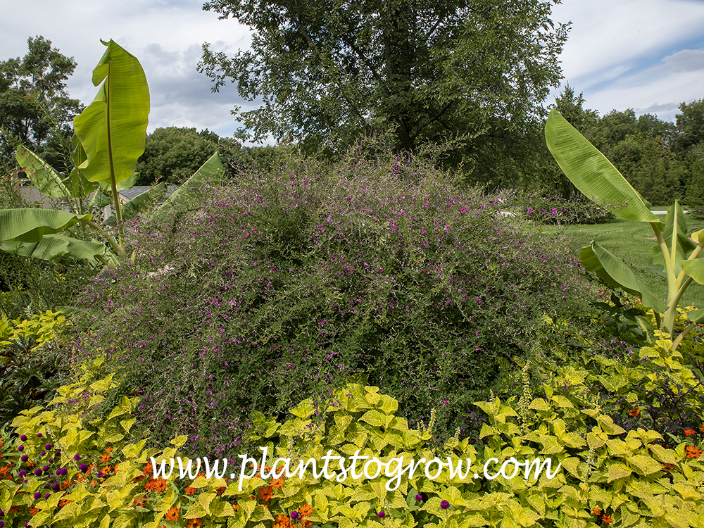 Gibraltar Bush Clover (Lespedeza thunbergii) | Plants To Grow Plants ...