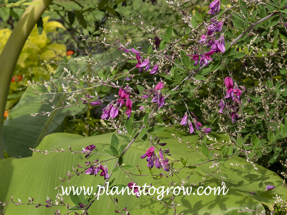 Gibraltar Bush Clover (Lespedeza thunbergii) | Plants To Grow Plants ...