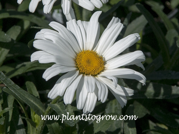 Daisy May Shasta Daisy (Leucanthemum) | Plants To Grow Plants Database ...