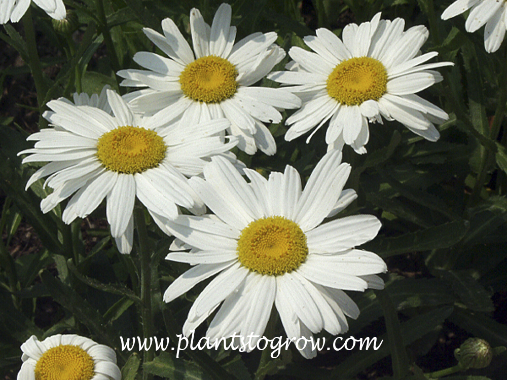 Snowcap Daisy
