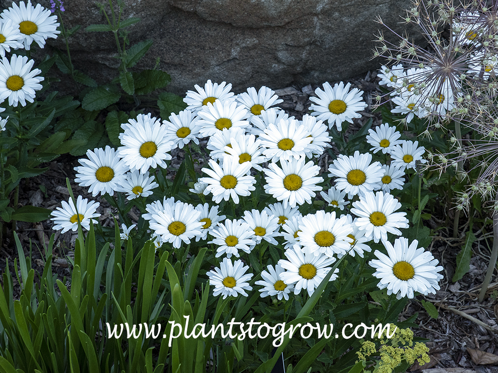 Daisy May Shasta Daisy (Leucanthemum) | Plants To Grow Plants Database ...