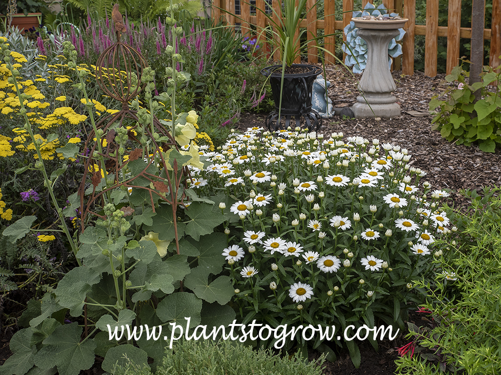 Shasta daisy Snowcap (Leucanthemum) | Plants To Grow Plants Database by ...