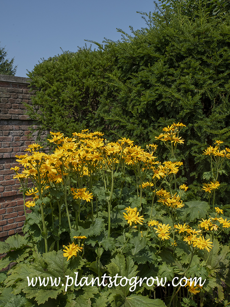 Palm Leaf Ligularia (Ligularia x palmatiloba) | Plants To Grow Plants ...