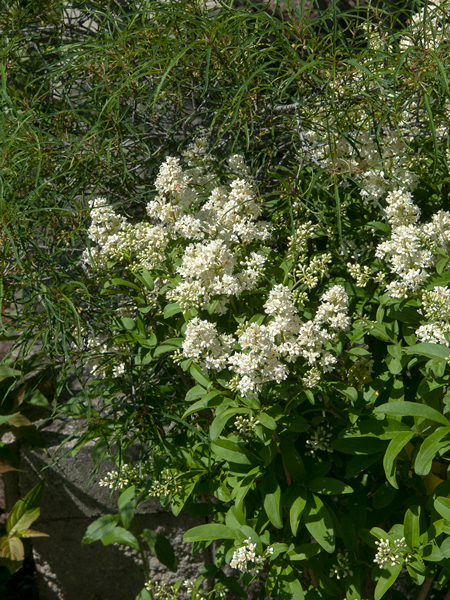 Cheyenne Privet (Ligustrum vulgarve) | Plants To Grow Plants Database ...