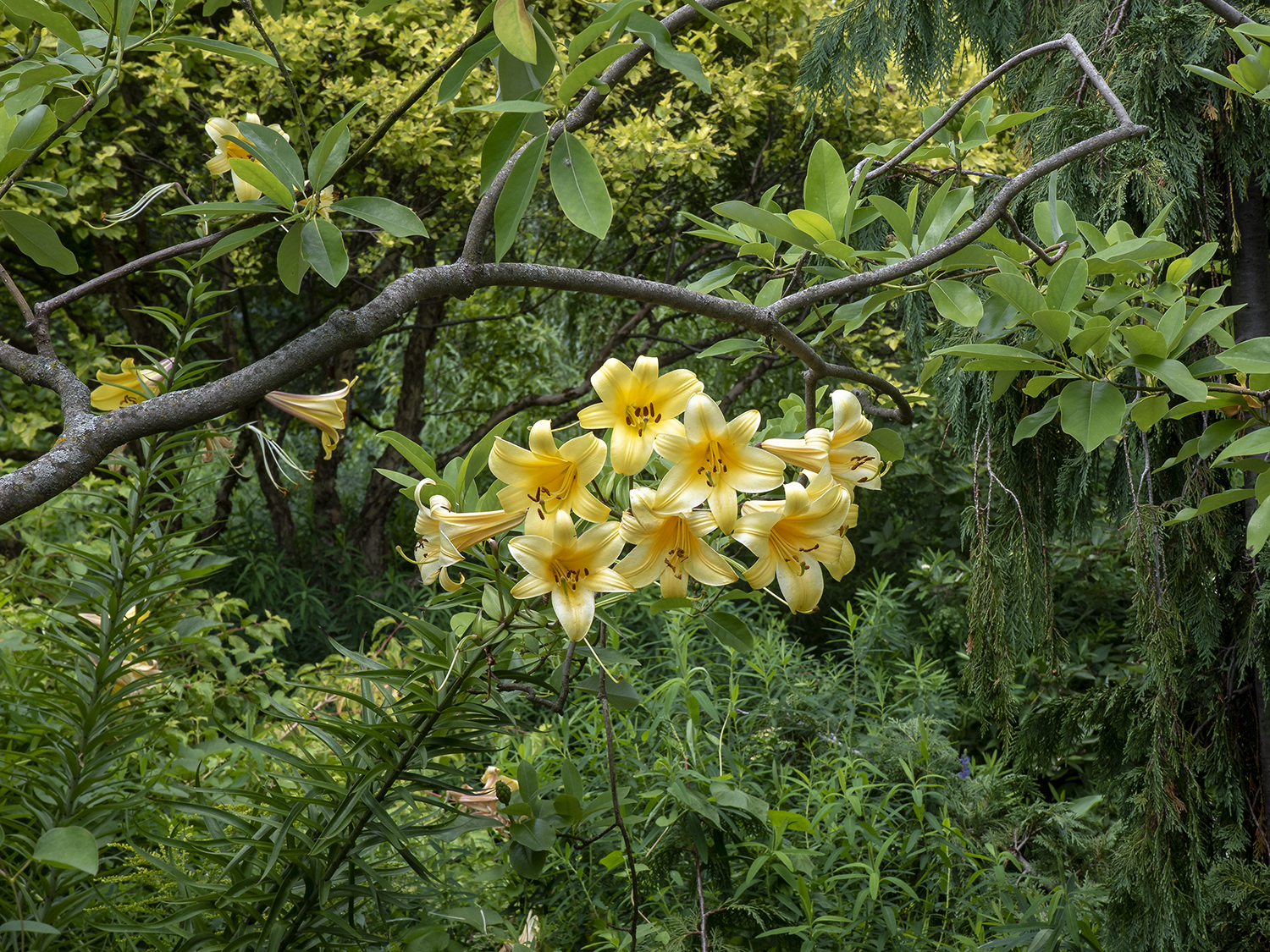 Golden Splendor Trumpet Lily | Plants To Grow Plants Database by Paul S ...