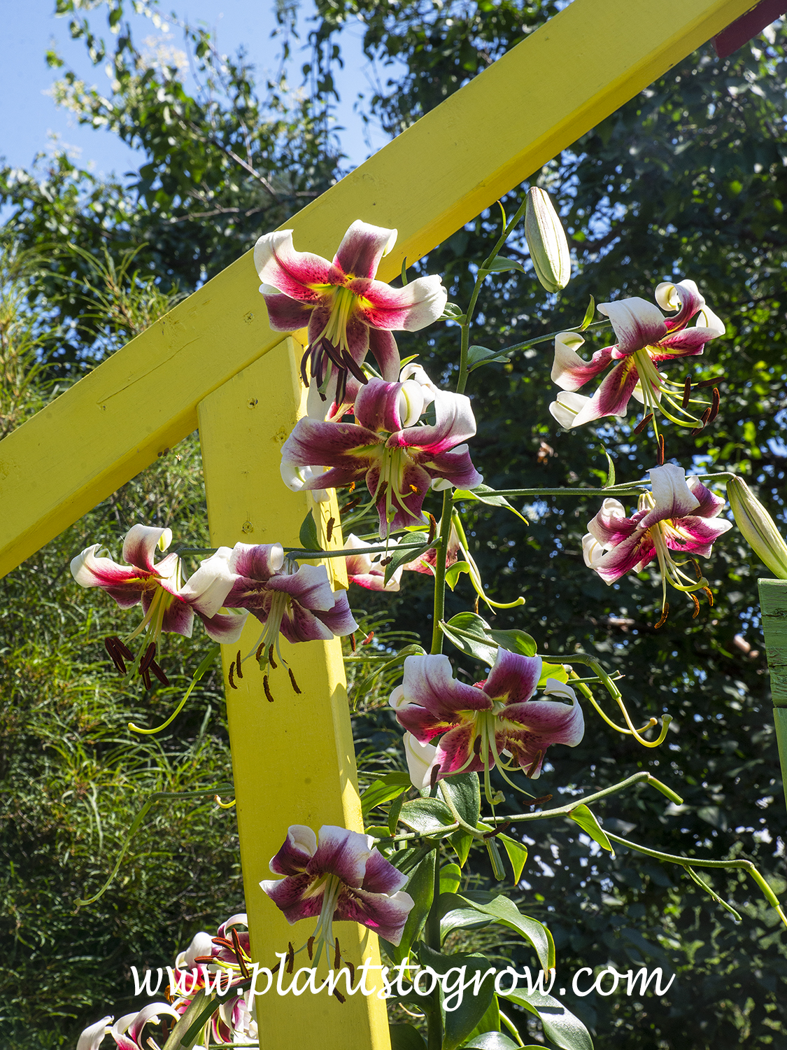 'Leslie Woodriff | Plants To Grow Plants Database by Paul S. Drobot