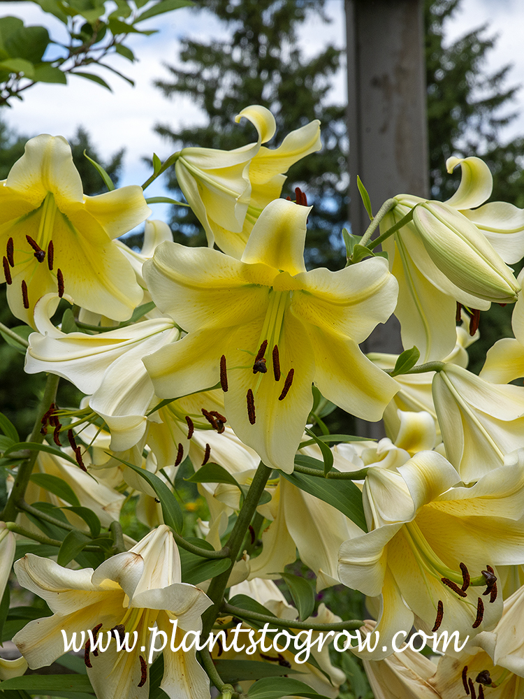 Conca d'Or Oriental Lily (Lilium Orienpet) | Plants To Grow Plants ...