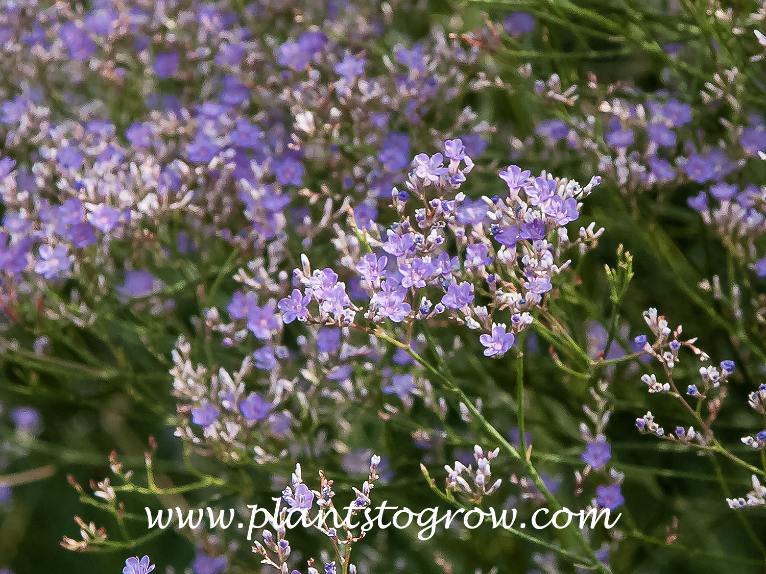 Sea Lavender (Limonium latifolium) | Plants To Grow Plants Database by ...