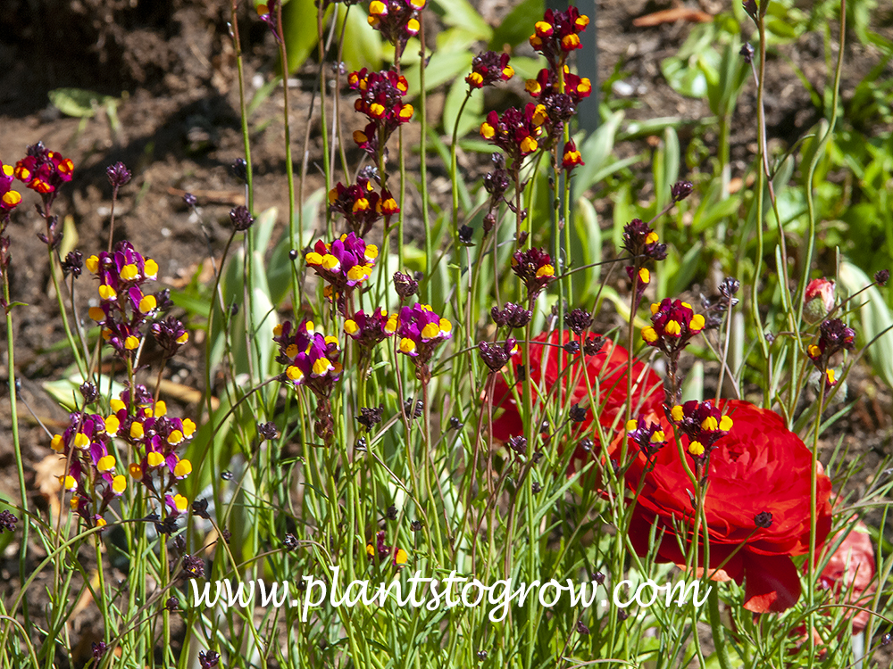 Linaria Crown of Jewels (Linaria reticulata) | Plants To Grow Plants ...