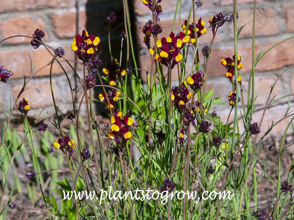Linaria Crown of Jewels (Linaria reticulata) | Plants To Grow Plants ...