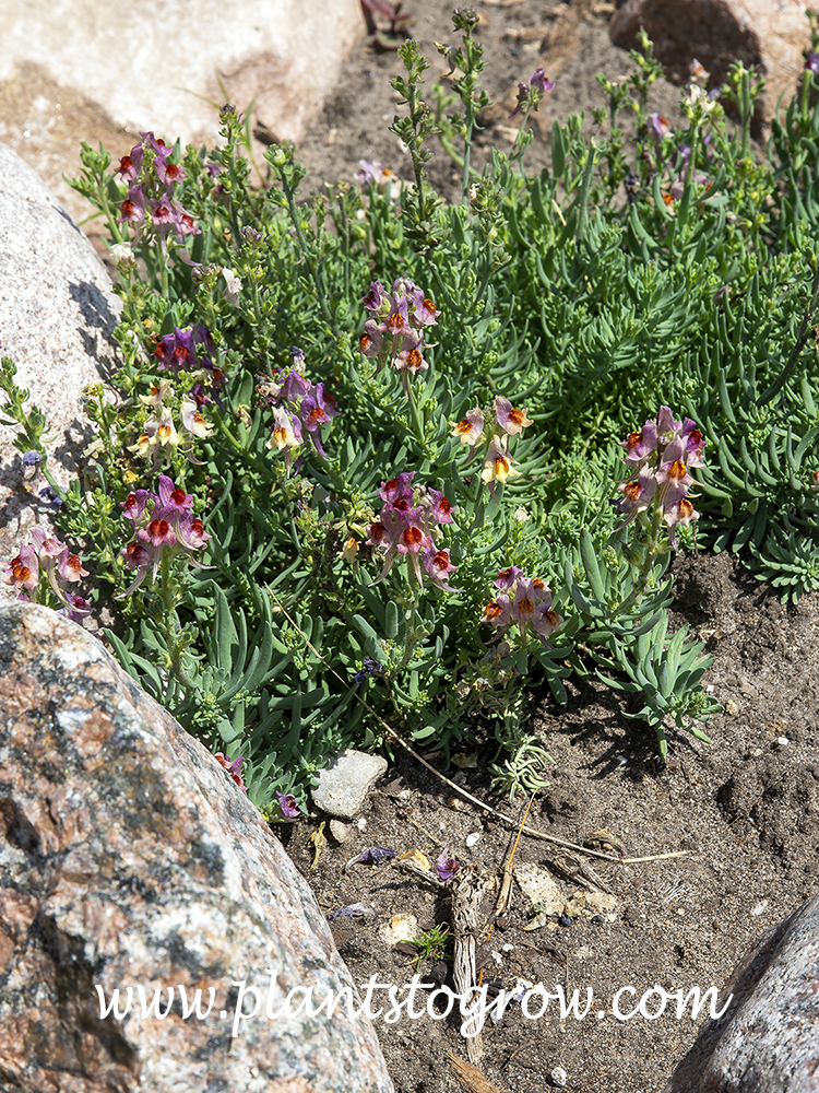Alpina Toadflax (Linaria alpina) | Plants To Grow Plants Database by ...