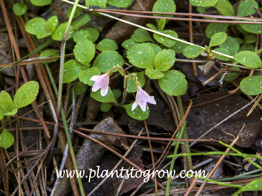 Twinflower (Linnaea borealis) | Plants To Grow Plants Database by Paul ...