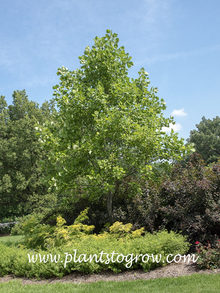 Tulip Tree (Liriodendron tulipifera). | Plants To Grow Plants Database ...