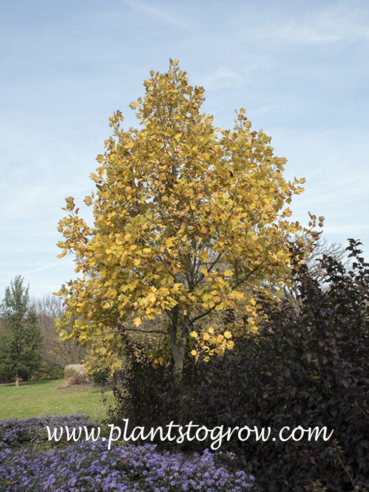 Tulip Tree (Liriodendron tulipifera). | Plants To Grow Plants Database ...