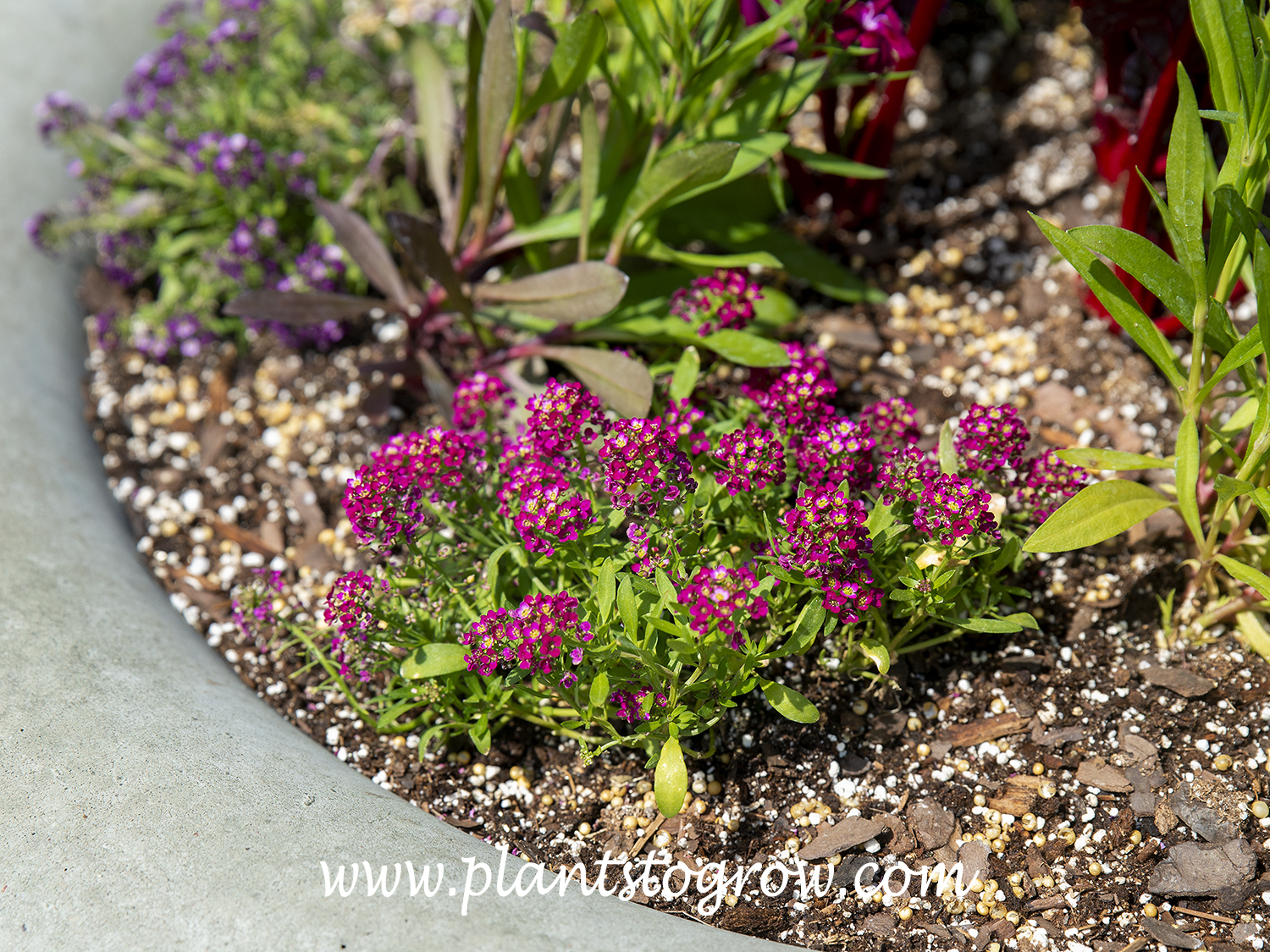Alyssum Easter Bonnet series (Lobularia) A series of Alyssum with a ...