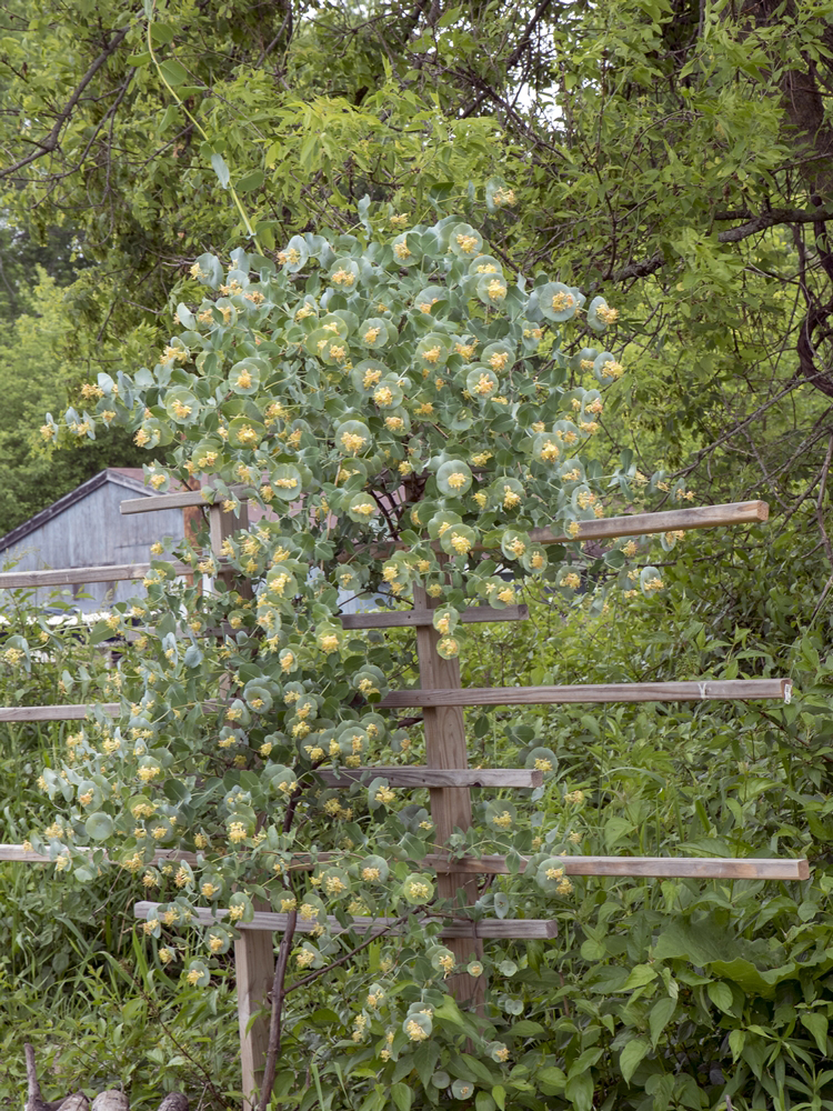 Kintzley's Ghost (Lonicera) | Plants To Grow Plants Database by Paul S ...
