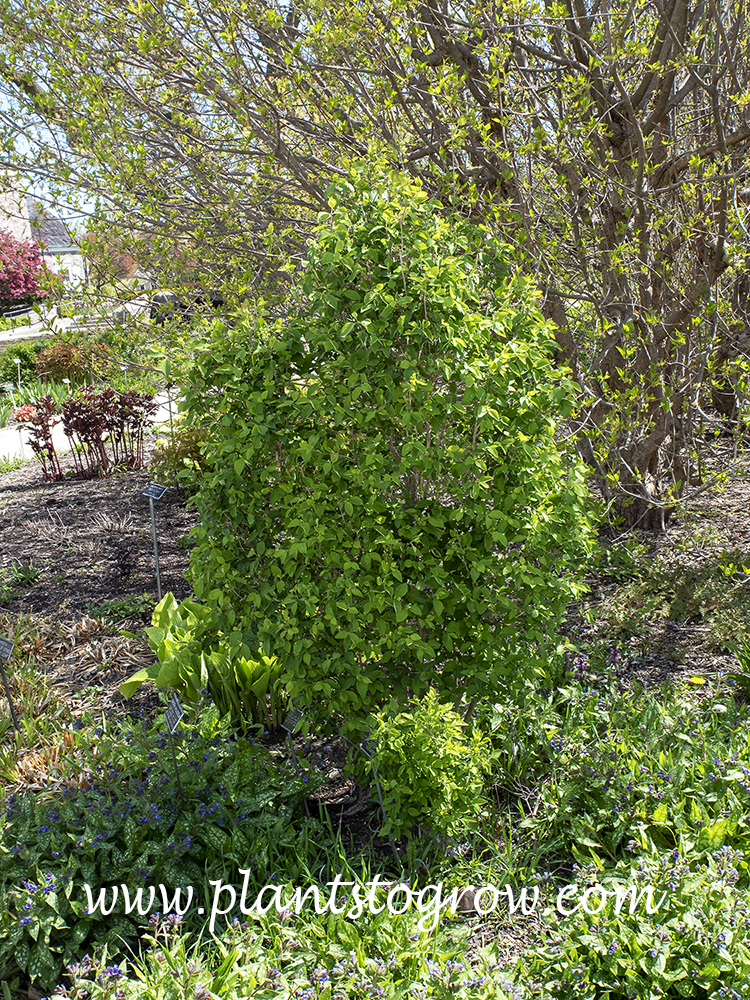 Hedge King Honeysuckle (Lonicera xylosteoides) | Plants To Grow Plants ...