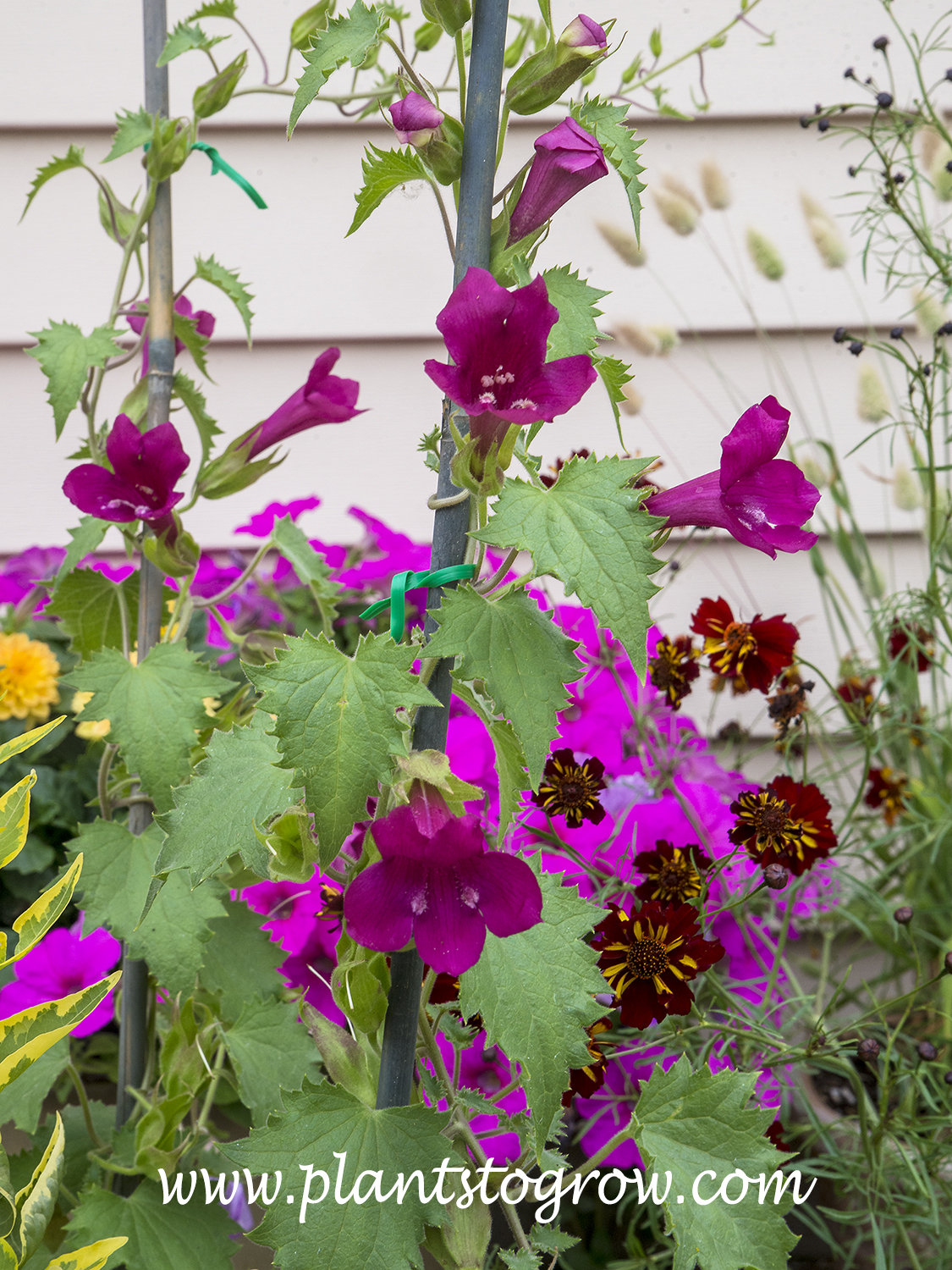 Wine Red Creeping Gloxinia (Lophospermum erubescens) | Plants To Grow ...